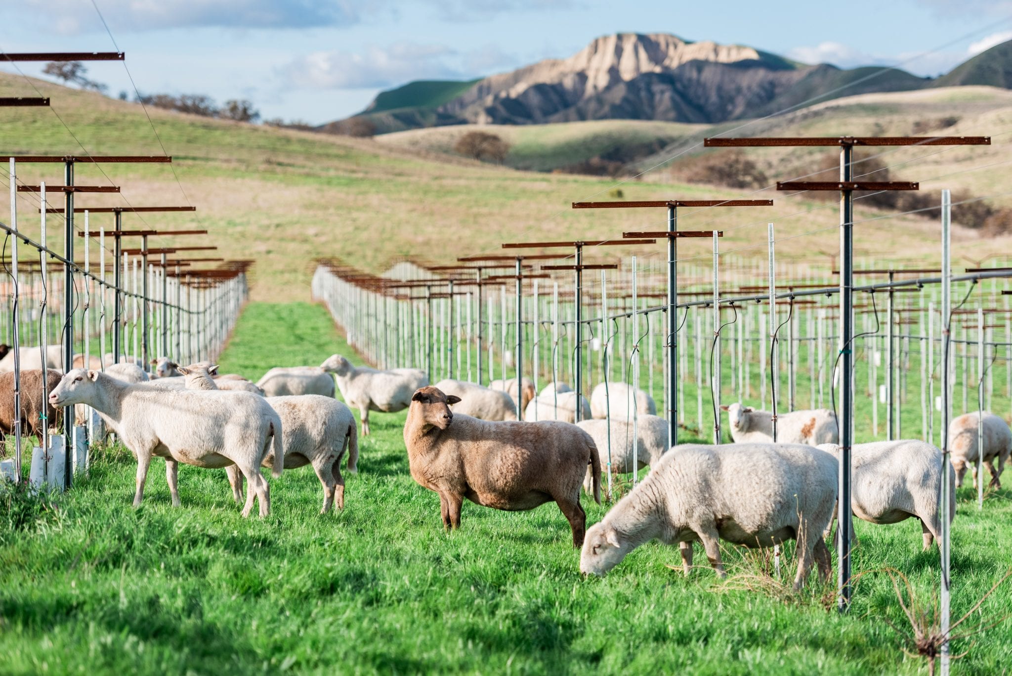 Vineyard - Paicines Ranch
