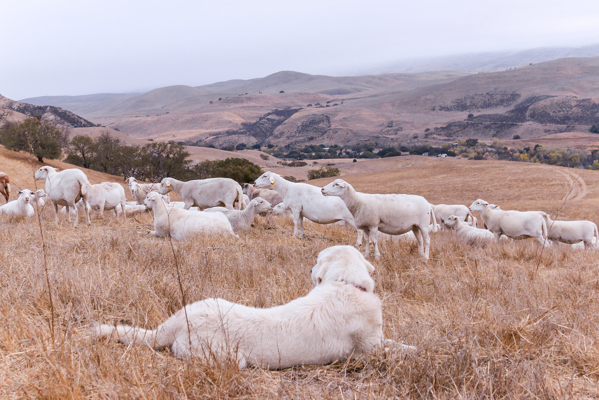 Live Sheep - Paicines Ranch