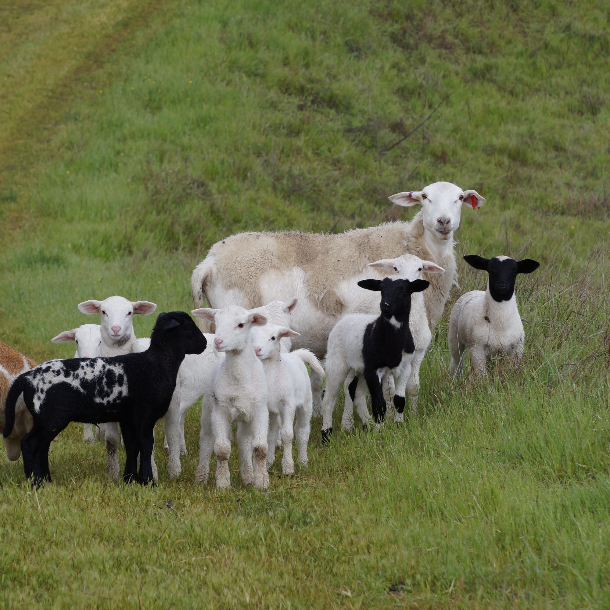 Live Sheep - Paicines Ranch