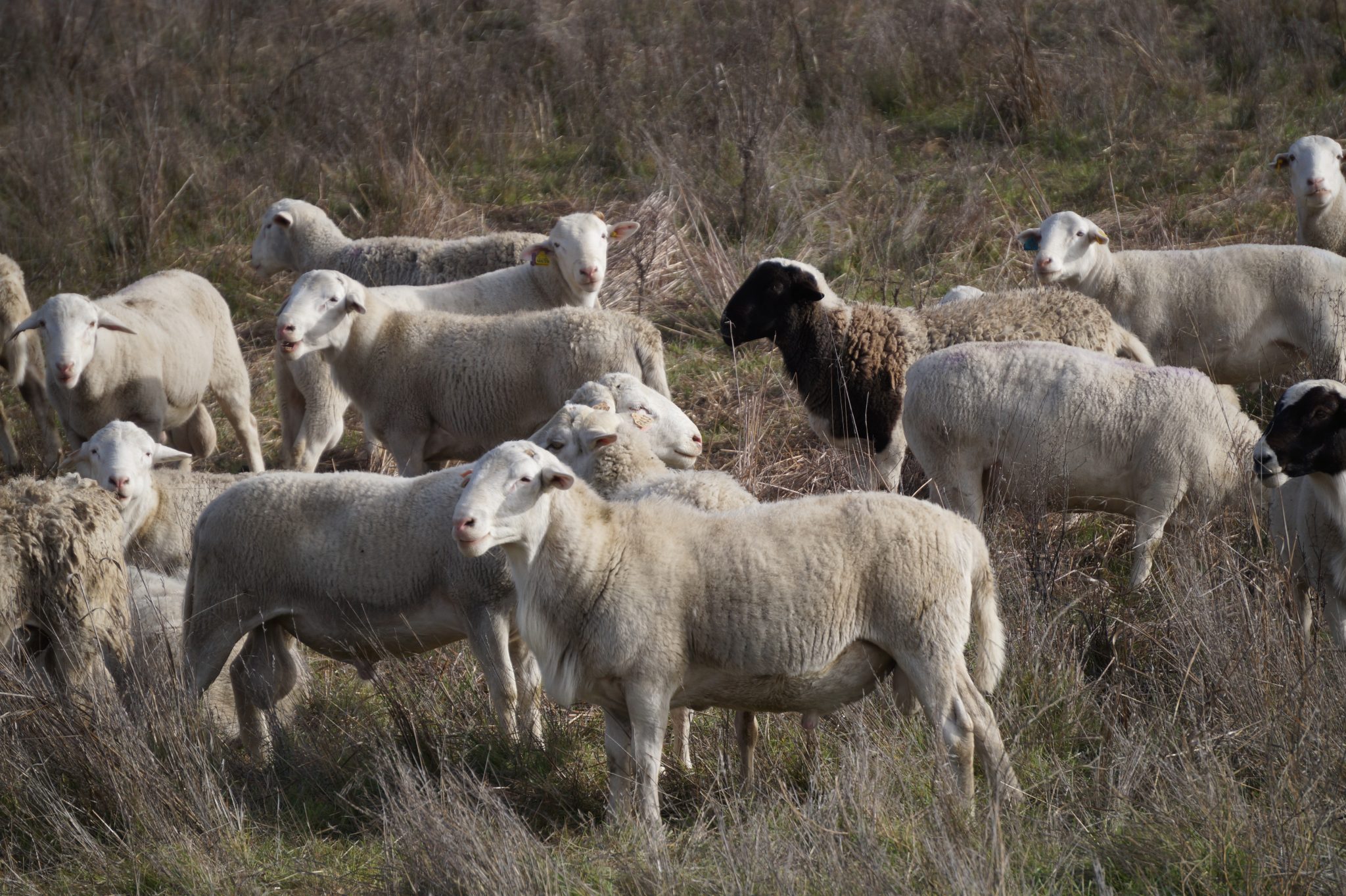 Live Sheep - Paicines Ranch